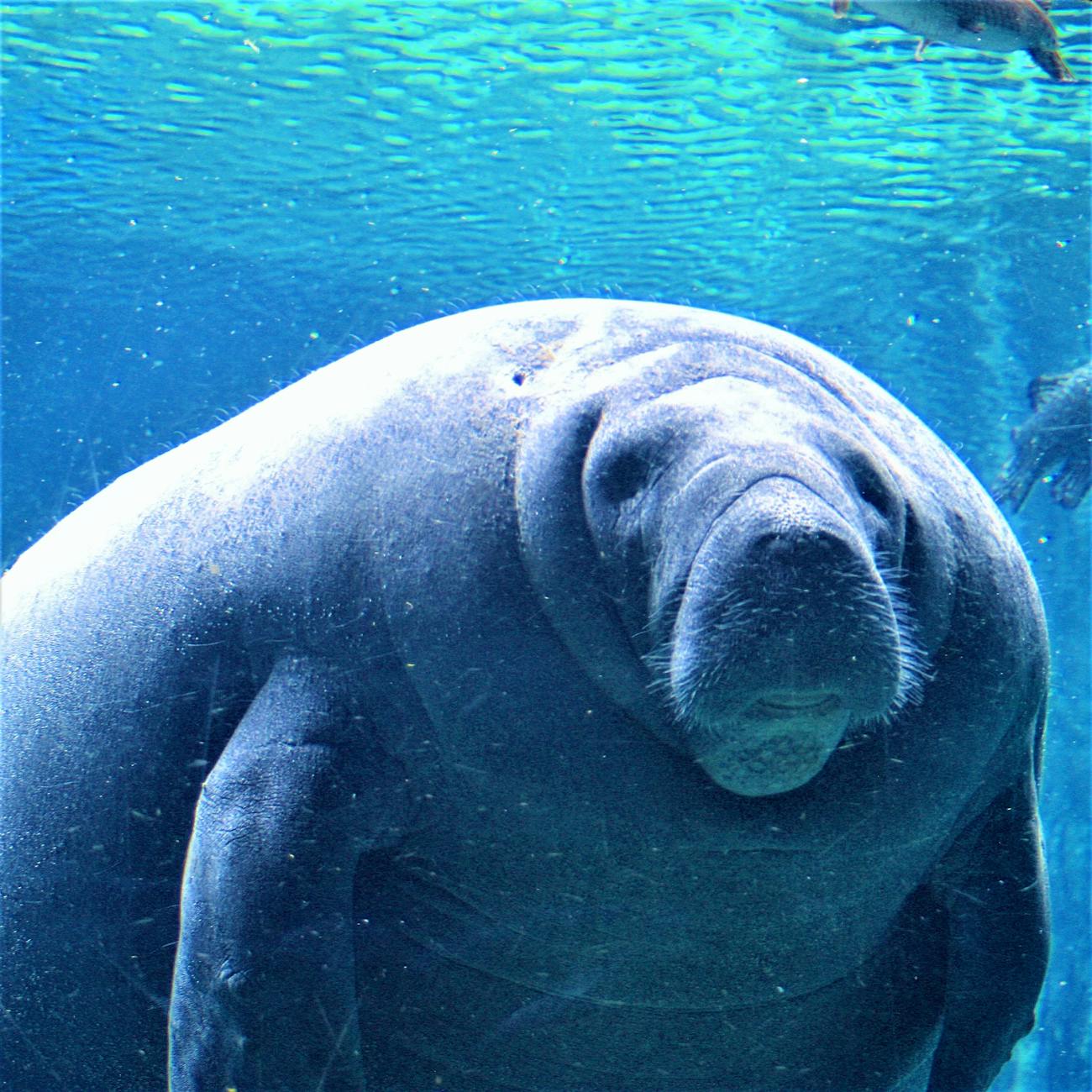 Florida – Manatee Viewing – USA Road Trips by Max